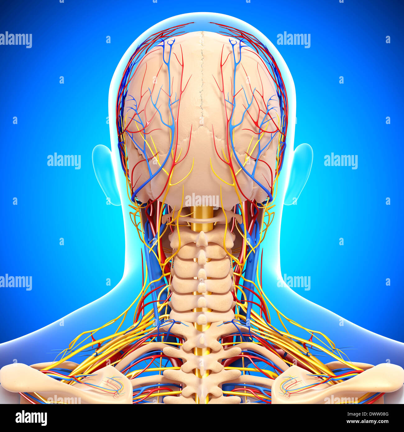 Blood circulation neck head drawing hi-res stock photography and images ...