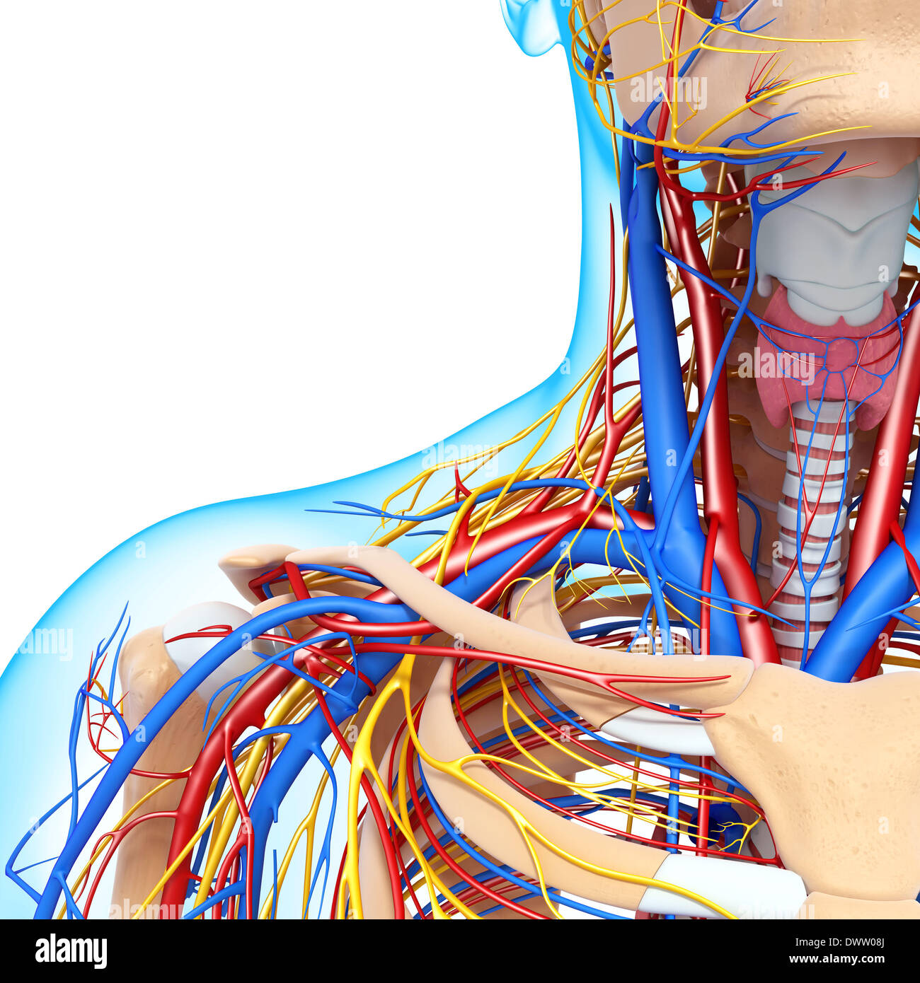 Circulation thyroid gland hi-res stock photography and images - Alamy