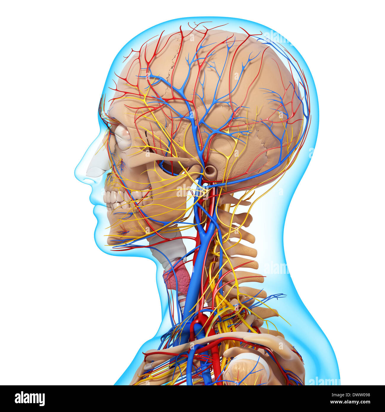 Blood circulation neck head drawing Stock Photo - Alamy