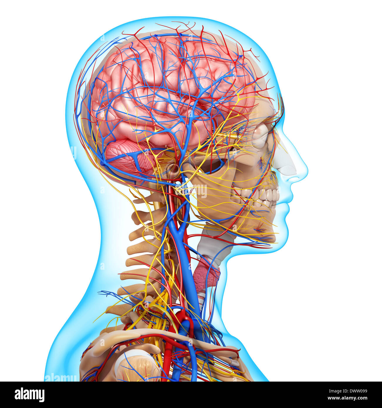 Blood circulation neck head drawing Stock Photo - Alamy