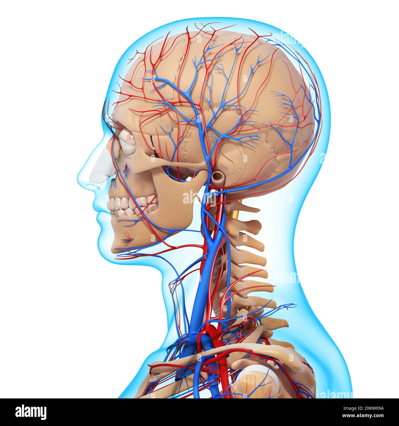 Blood circulation neck head drawing Stock Photo - Alamy