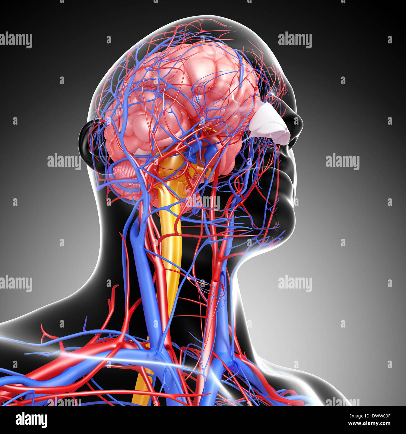 Blood circulation neck head drawing Stock Photo - Alamy