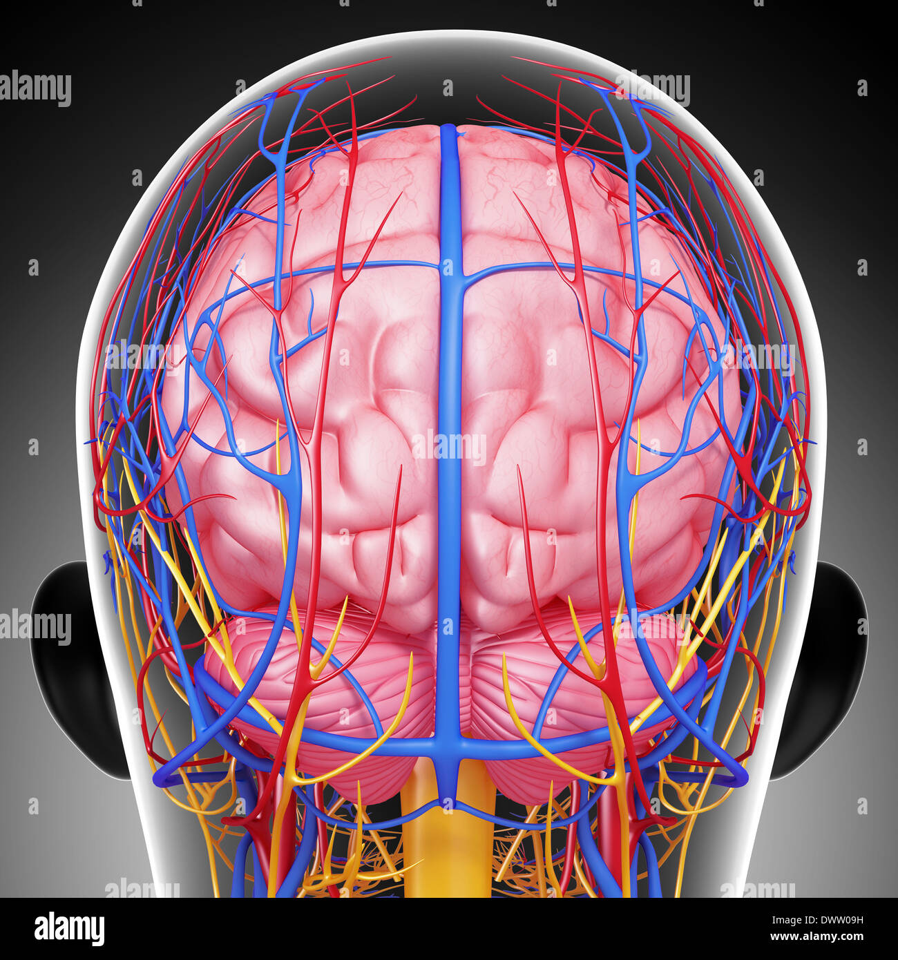 Blood circulation brain drawing Stock Photo - Alamy
