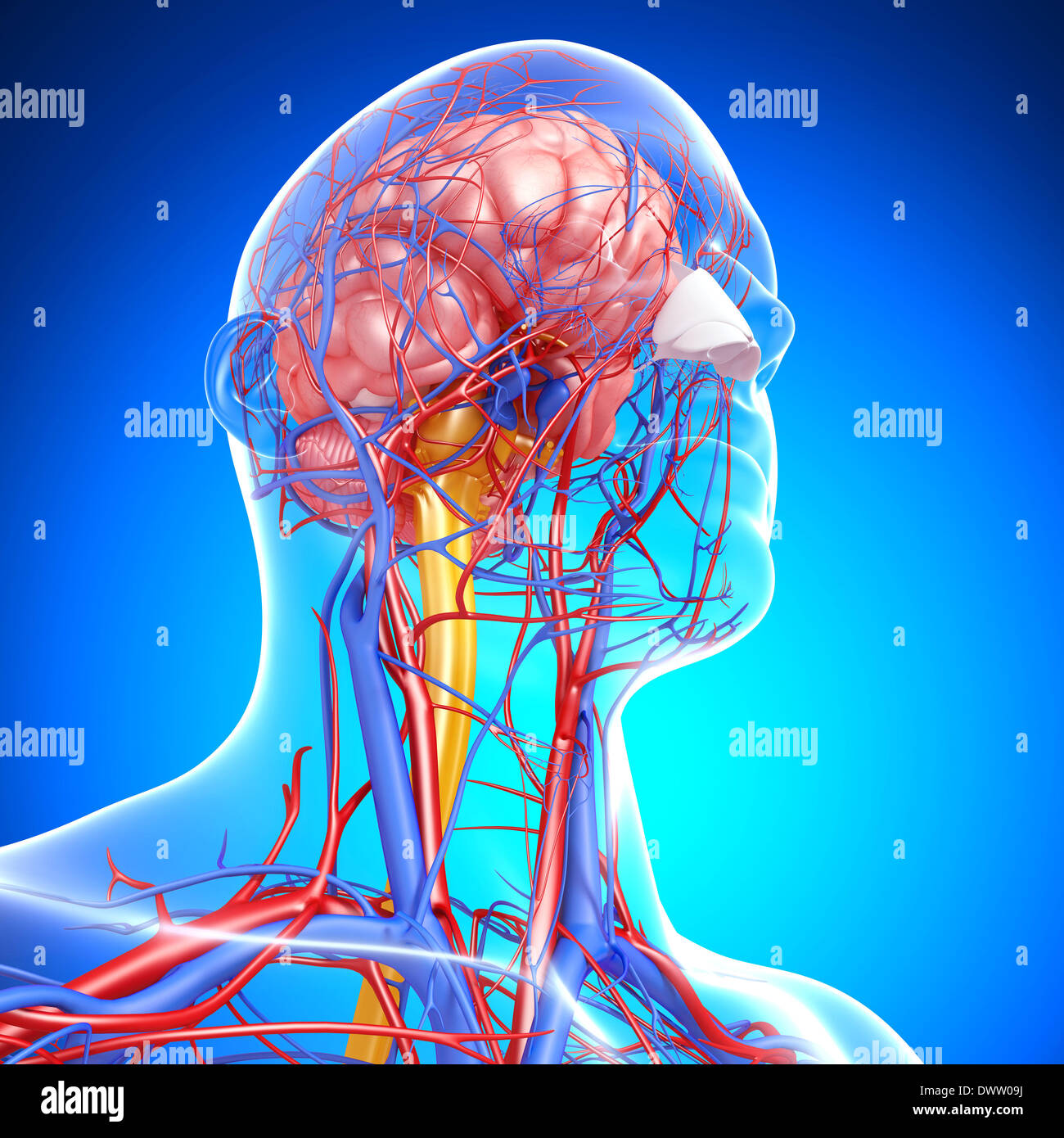 Brain arterial venous hi-res stock photography and images - Alamy