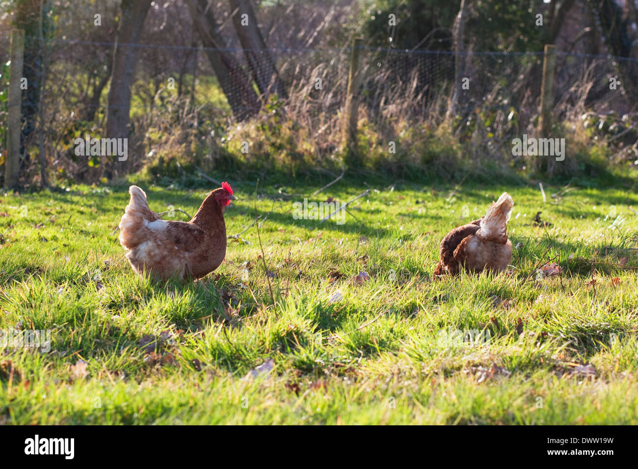 Hens field hi-res stock photography and images - Alamy