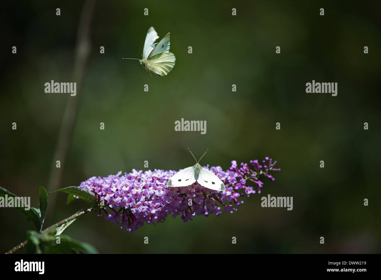 A pair of Small White (Pieris rapae) butterflies in the process of ...