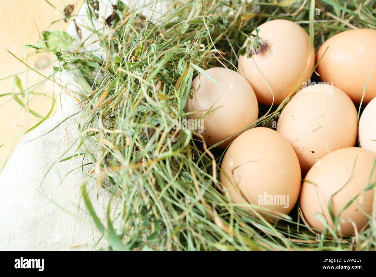 Hay nest hi-res stock photography and images - Alamy