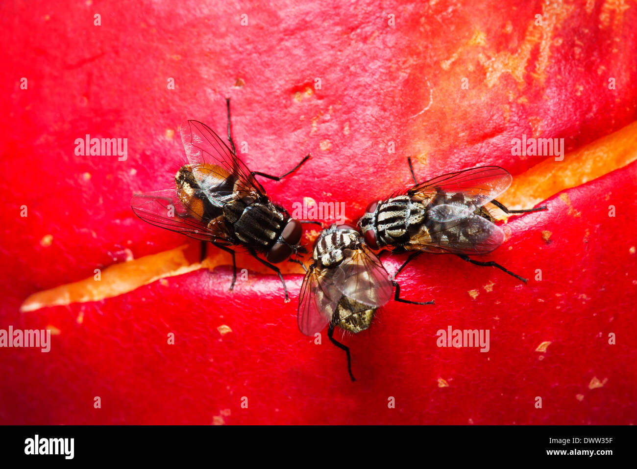 Fruit fly flies hi-res stock photography and images - Alamy
