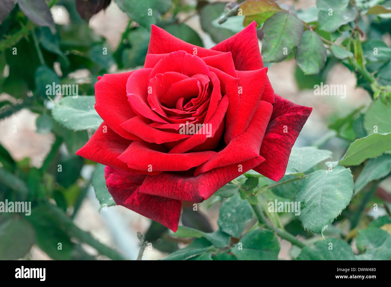 Field of red roses hi-res stock photography and images - Alamy