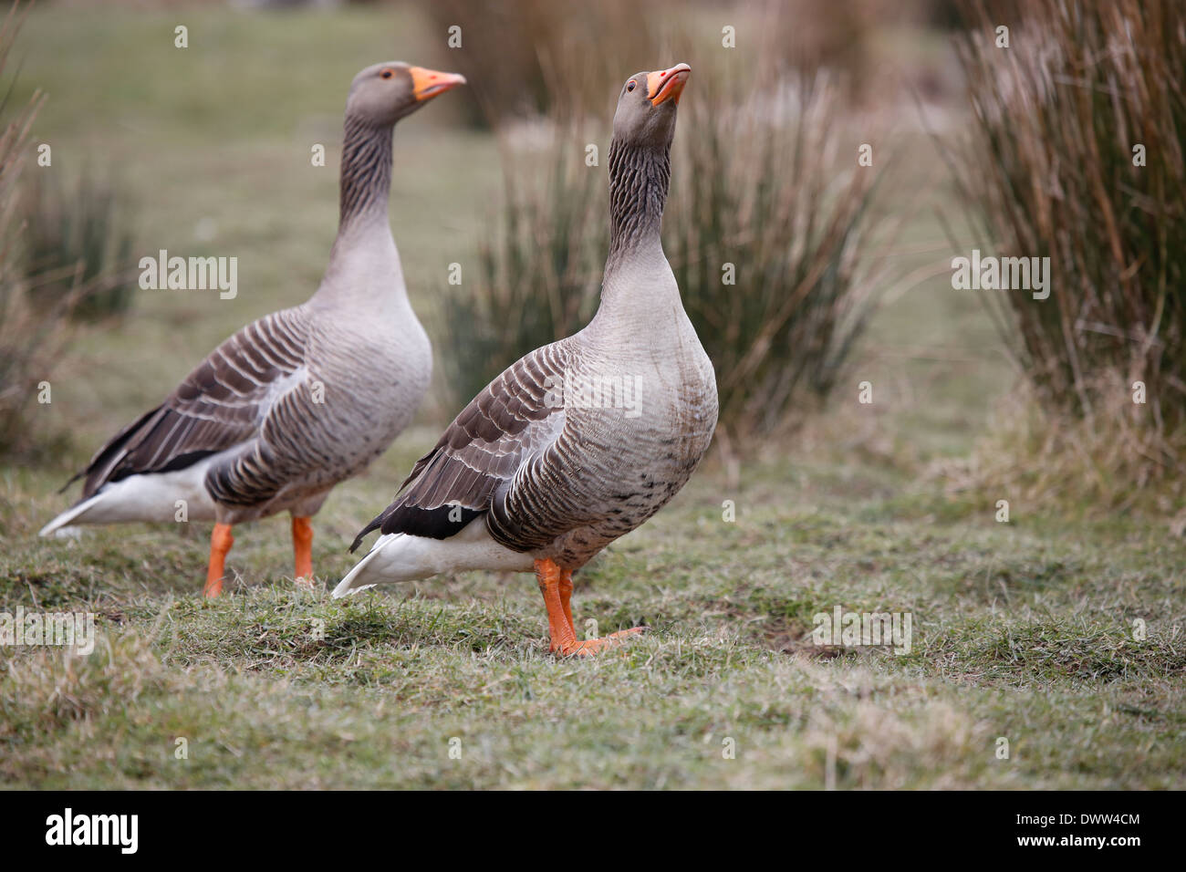 Greylag Goose Anser anser Stock Photo - Alamy