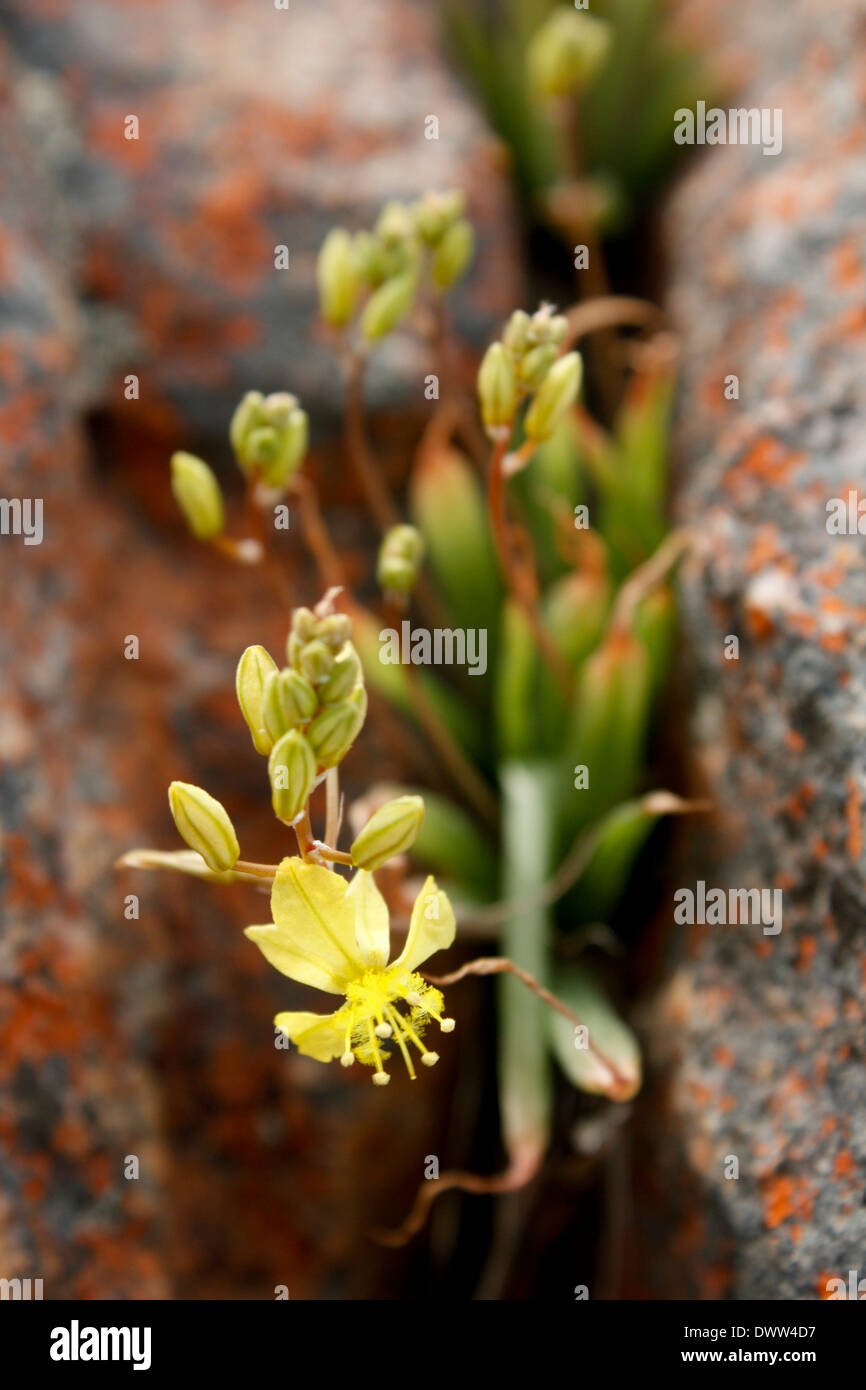 Bulbinella a hardy South African indigenous succulent has many ...