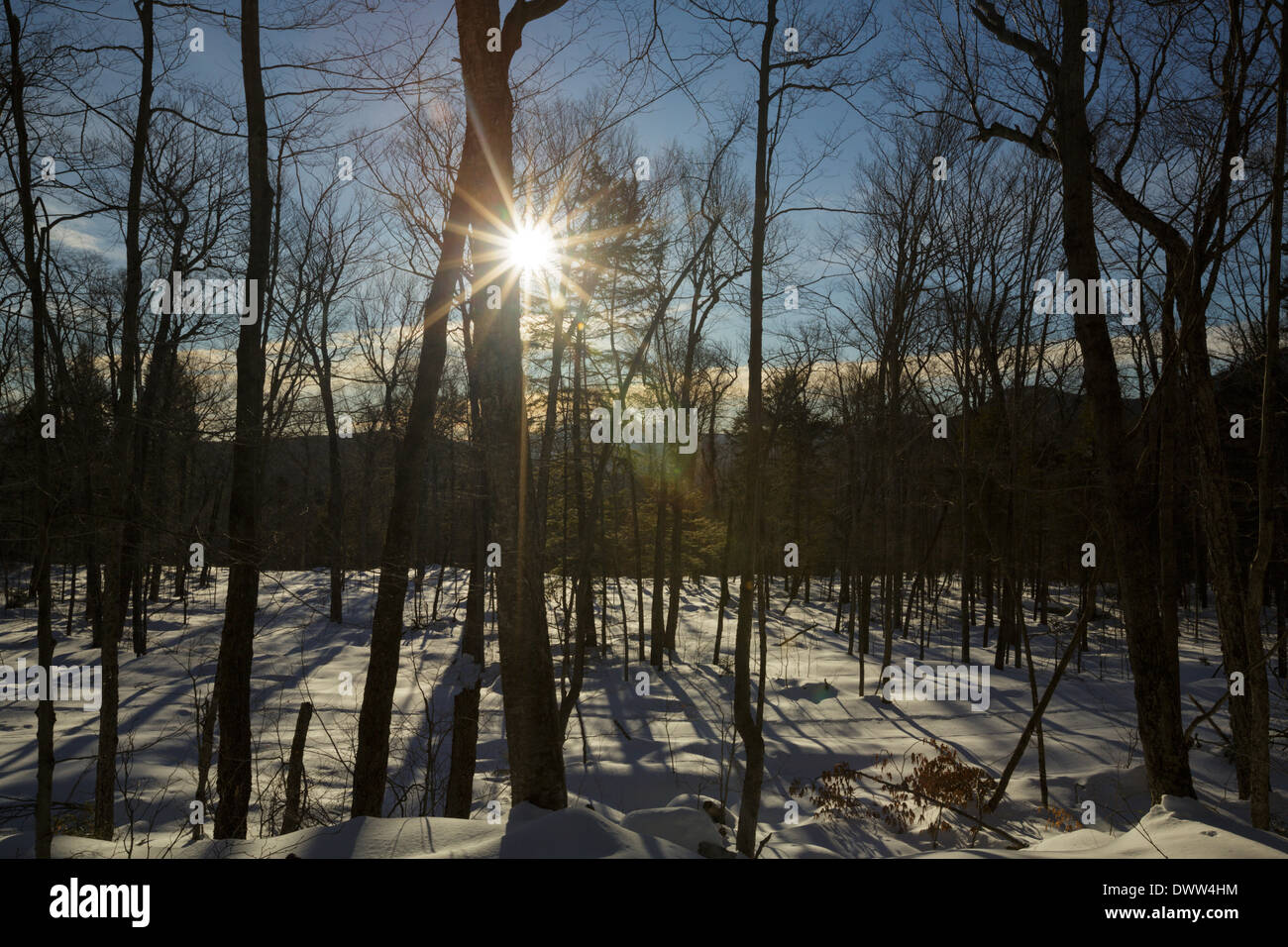 Unit (or zone) 36 of the Kanc 7 Timber harvest project along the ...