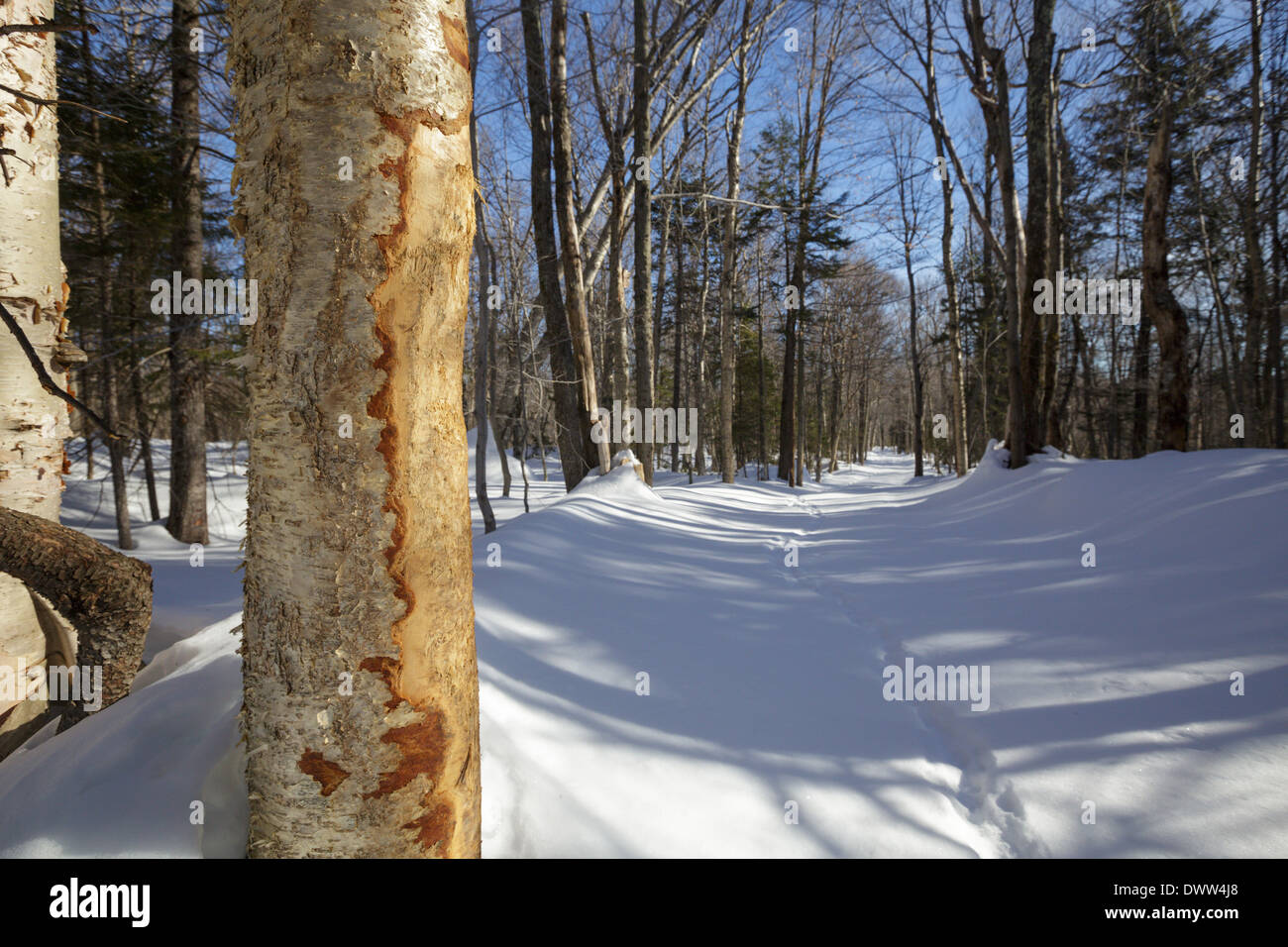 Basal scar on birch tree along a skid road in Unit (or zone) 47 of the ...