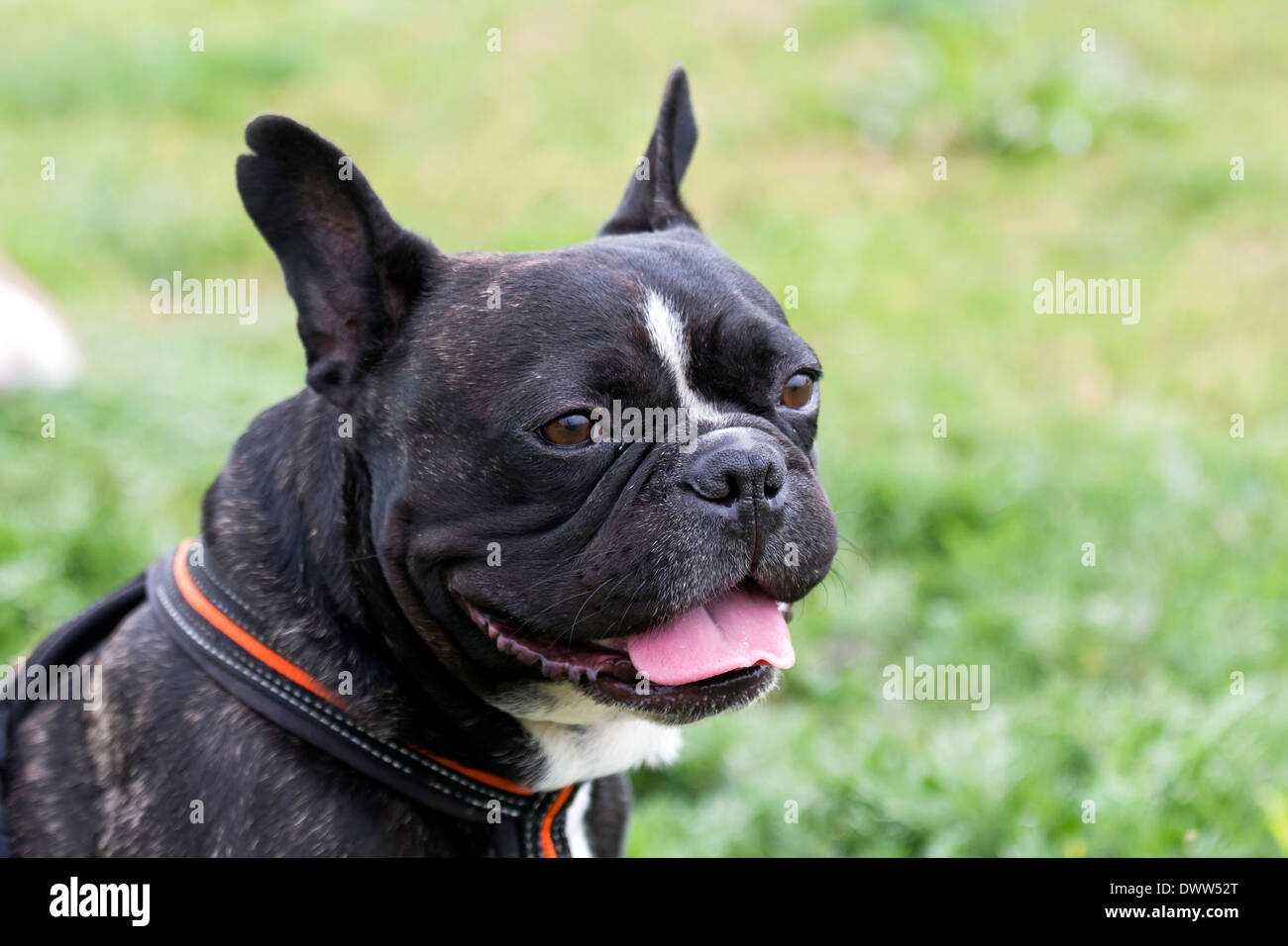 Black french bulldog hi-res stock photography and images - Alamy