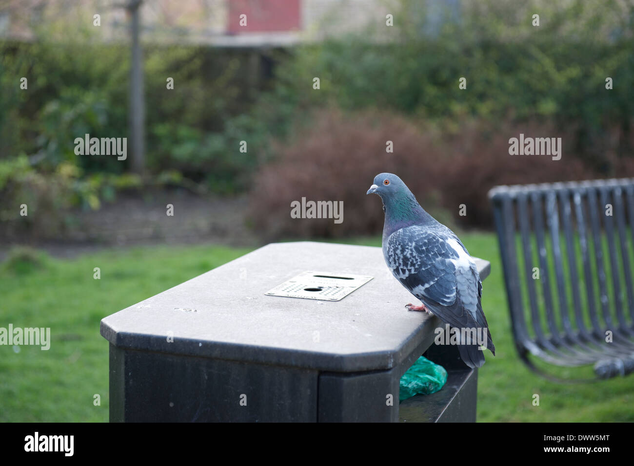 Pigeon on litter bin hi-res stock photography and images - Alamy