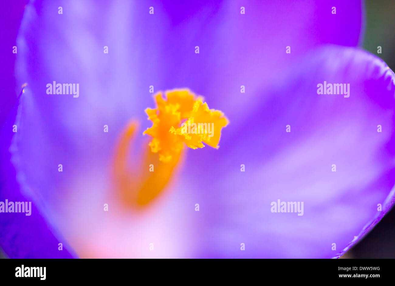 Crocus macro with small depth of field image in purple and yellow Stock ...