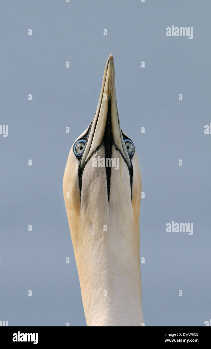 Northern Gannet with its beak up pointing to the sky on Bass Rock in ...