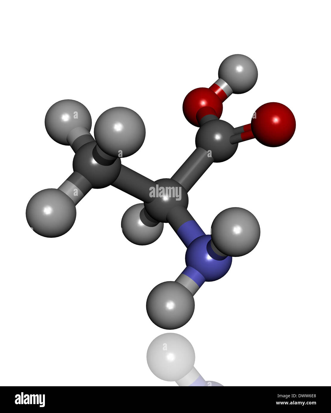 Alanine molecule hi-res stock photography and images - Alamy