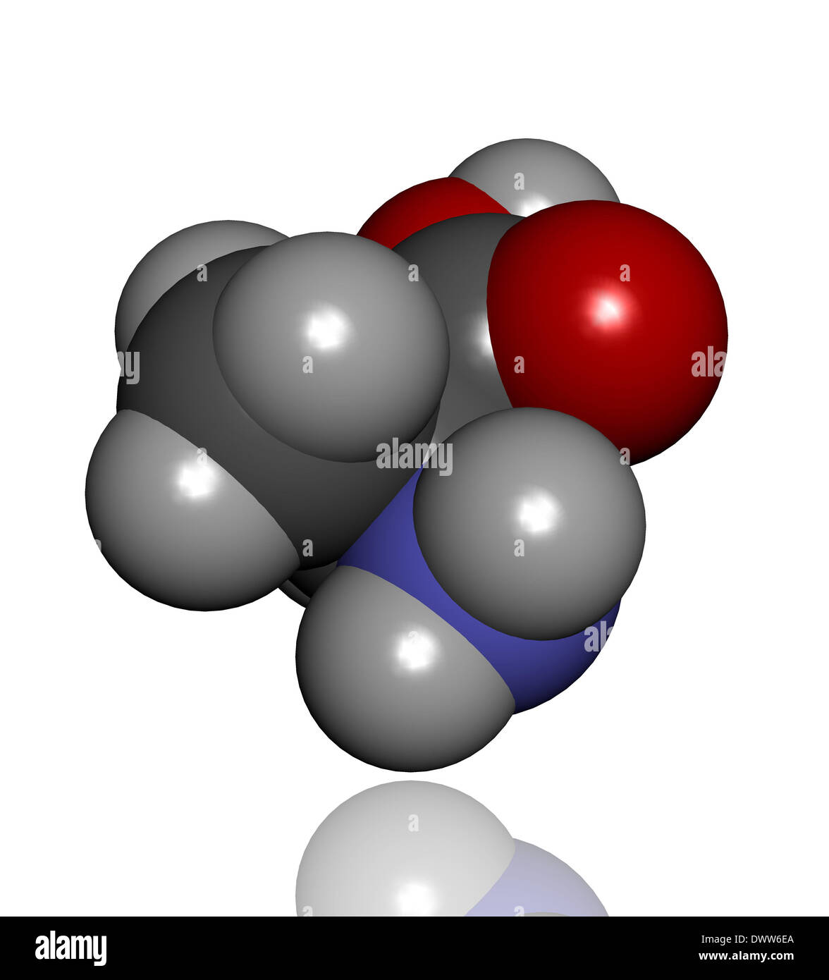 Alanine amino acid molecule Cut Out Stock Images & Pictures - Alamy