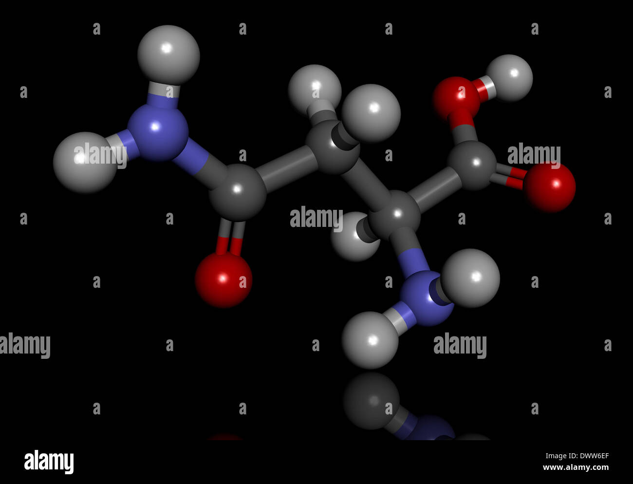Asparagine hi-res stock photography and images - Alamy