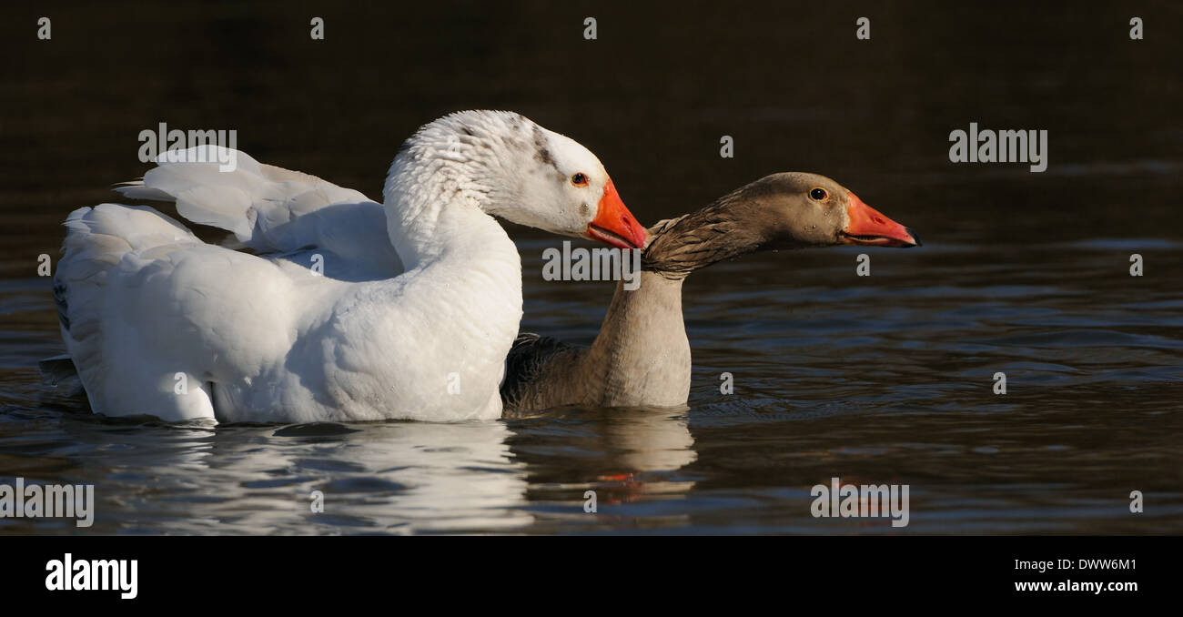 White and brown Goose in an attempt to mate with each other. The white ...