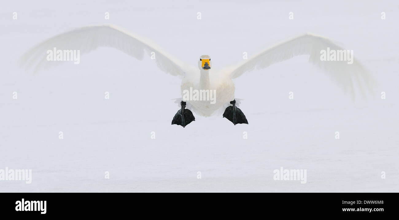 Frontal view on a Whooper Swan in flight above the ice on Kussharo Lake ...