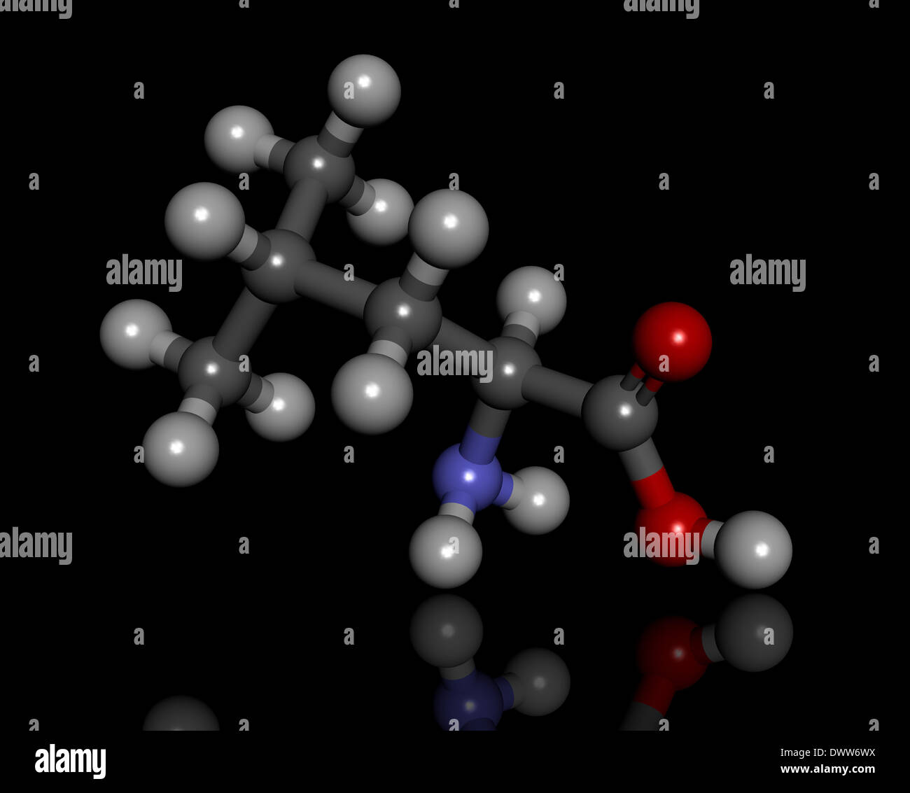 Leucine hi-res stock photography and images - Alamy