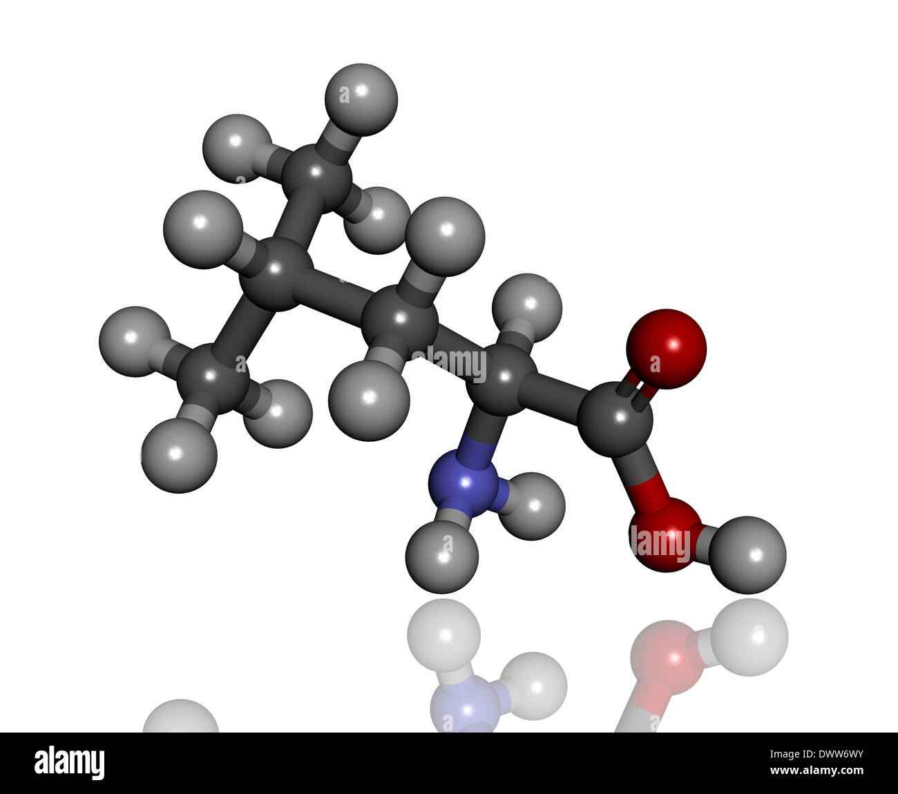 Leucine hi-res stock photography and images - Alamy