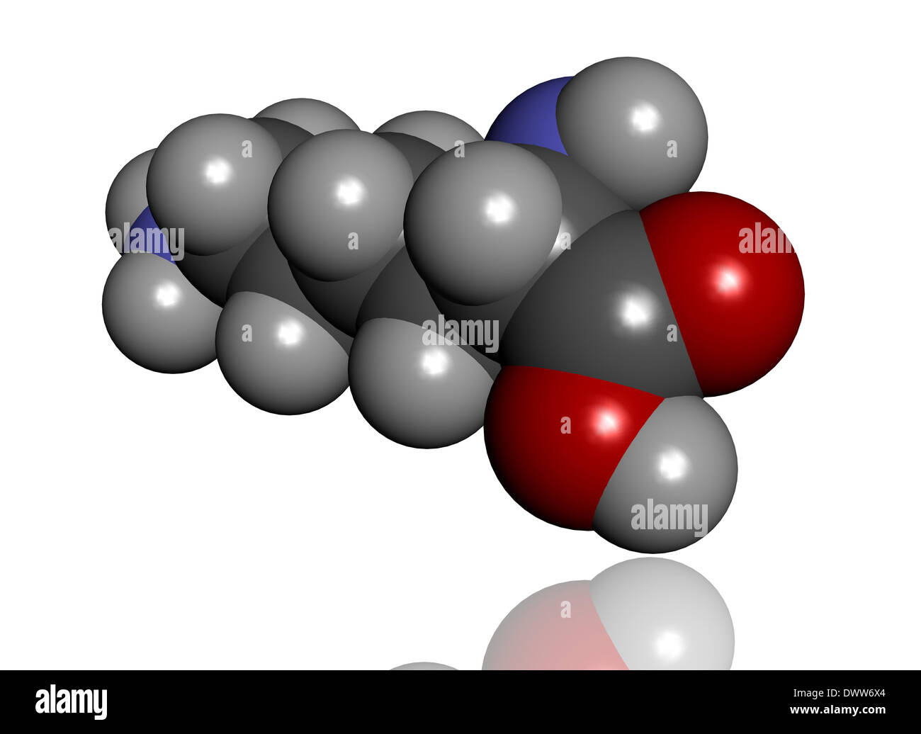 Lysine amino acid molecule hi-res stock photography and images - Alamy