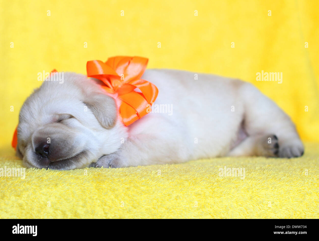 happy yellow labrador puppy sleeping on yellow background Stock Photo ...