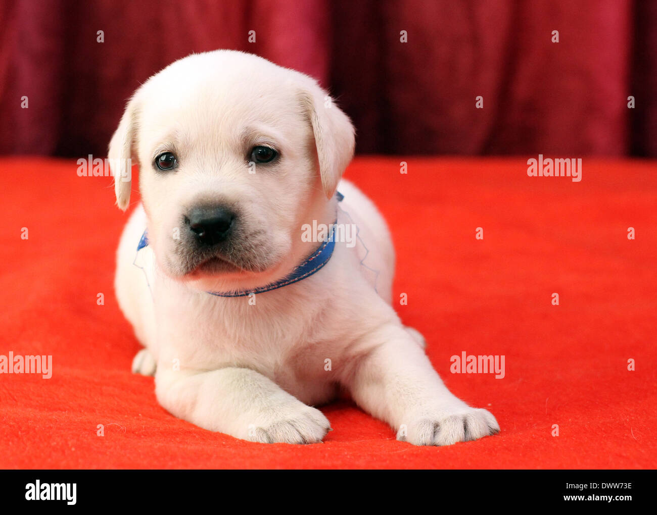 happy yellow labrador puppy laying on red background Stock Photo - Alamy