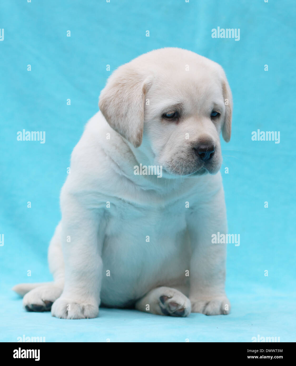 happy yellow labrador puppy laying on blue background Stock Photo - Alamy