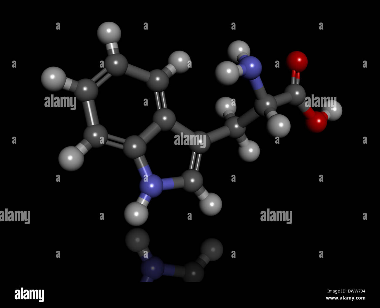 Tryptophan amino acid molecule hi-res stock photography and images - Alamy