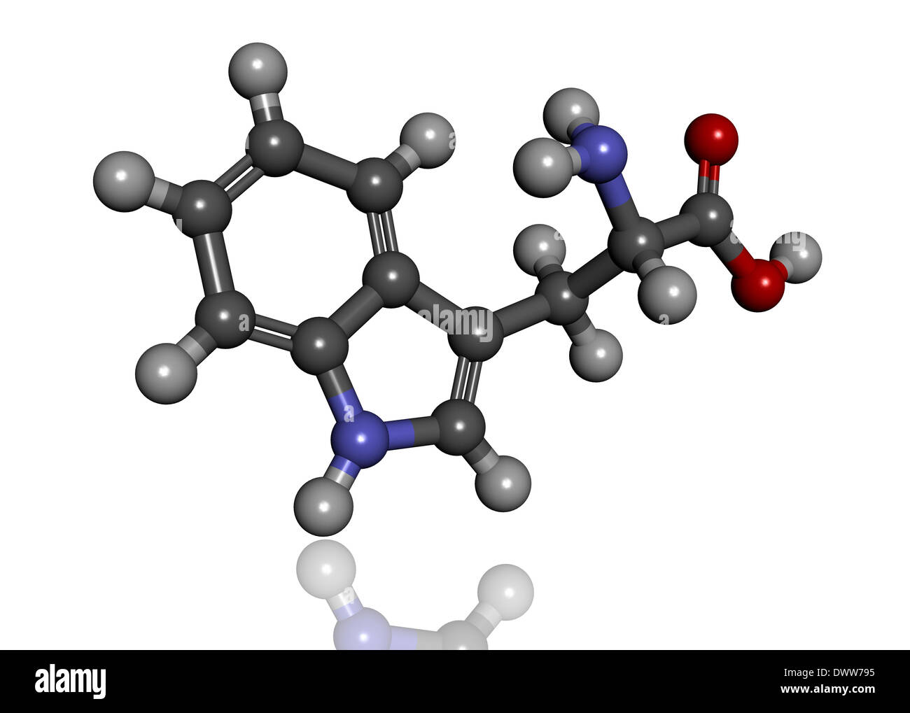 Tryptophan amino acid molecule hi-res stock photography and images - Alamy