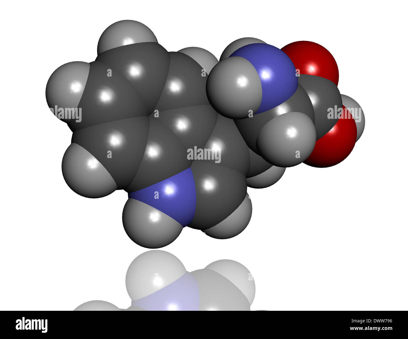 Tryptophan amino acid hi-res stock photography and images - Alamy