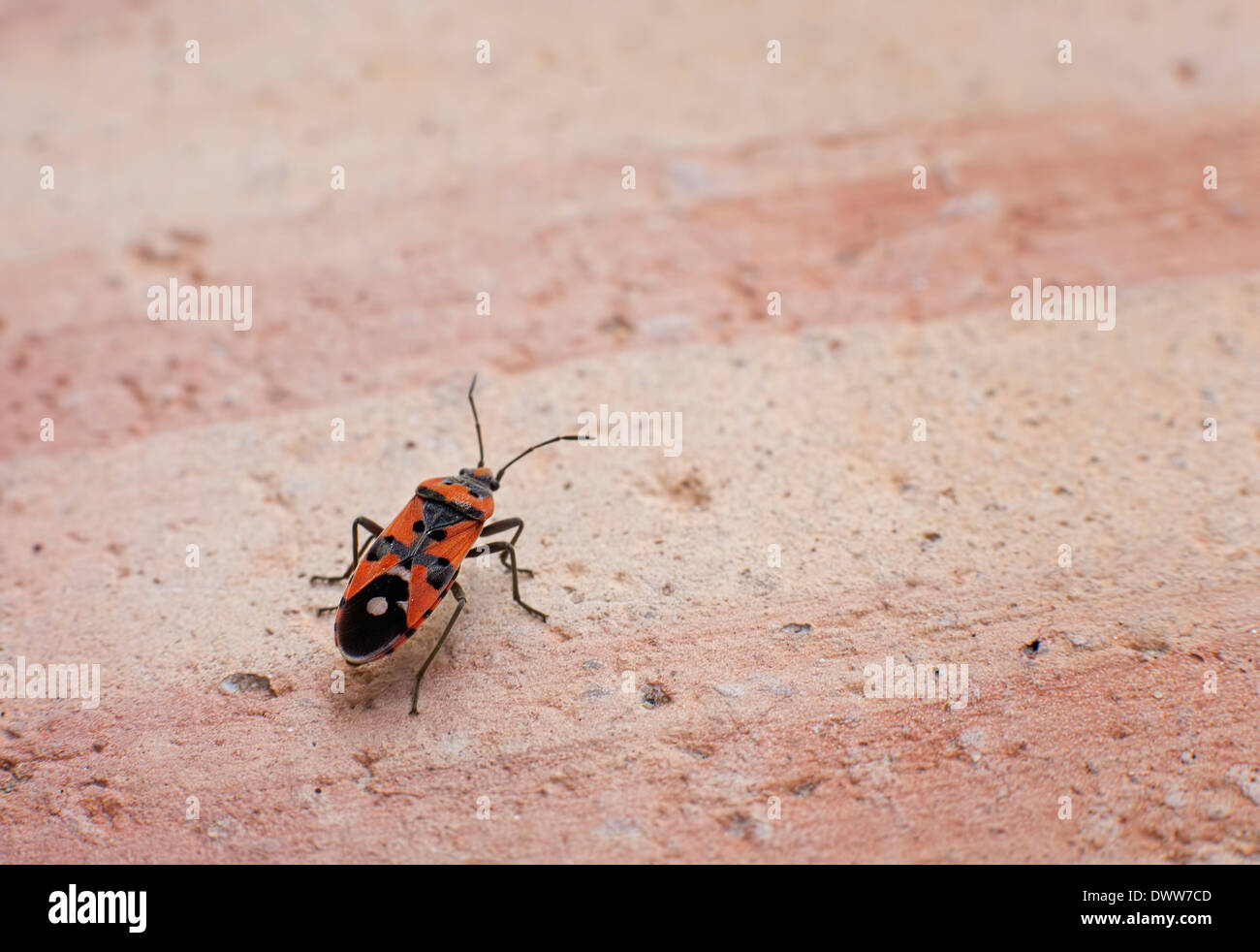 Lygaeus equestris, common name Black-and-Red-bug Stock Photo - Alamy