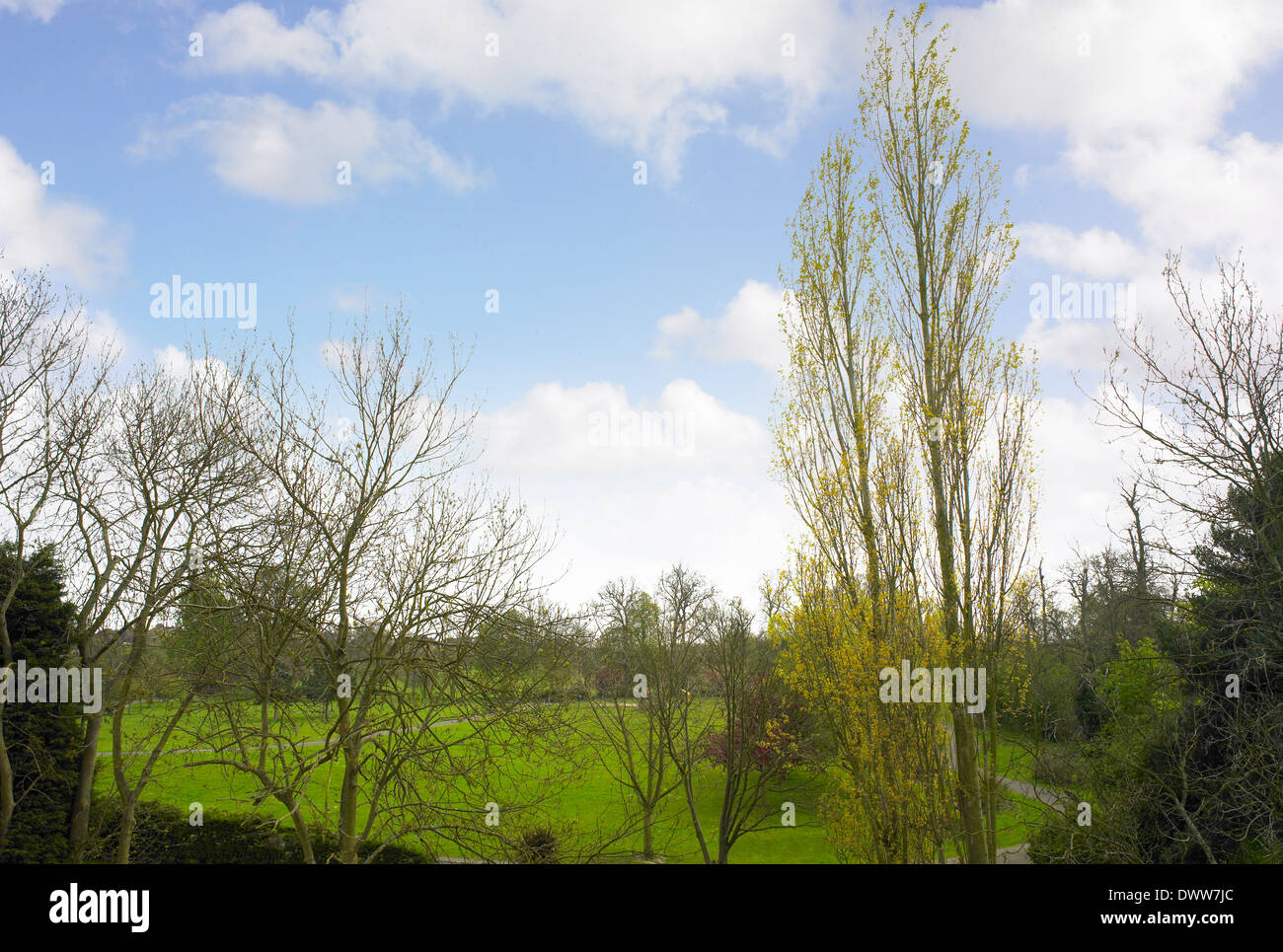 View of trees in park Stock Photo - Alamy