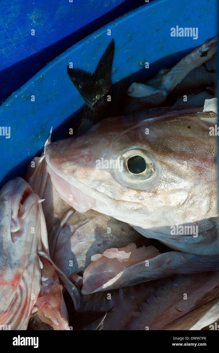Fish heads,head, fish, plate, isolated, meal, whole, white, tail, life ...