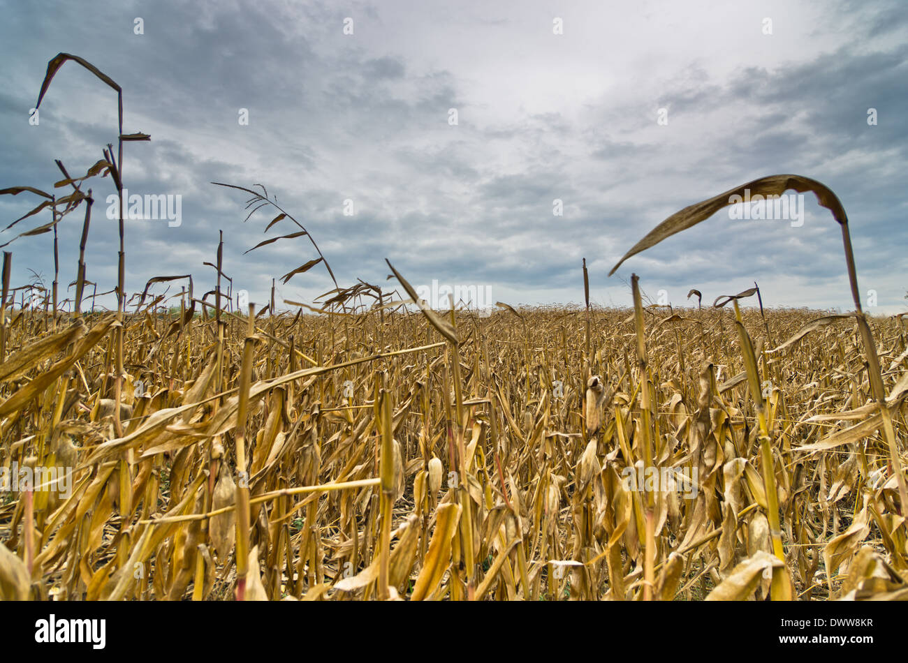 Cloud maze hi-res stock photography and images - Alamy