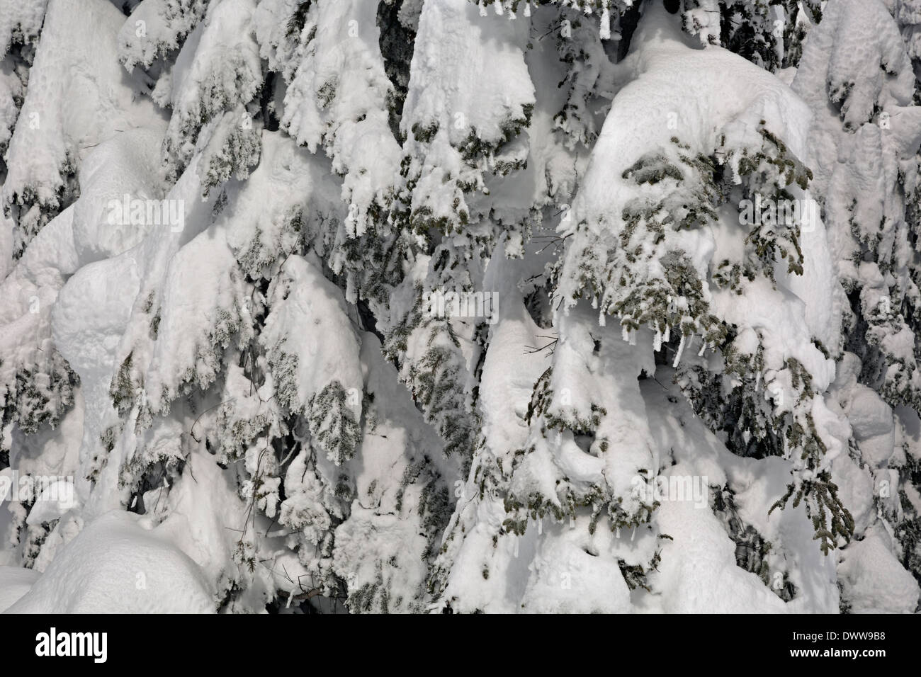 WASHINGTON - Close-up view of a snow covered tree on Amabilis Mountain ...