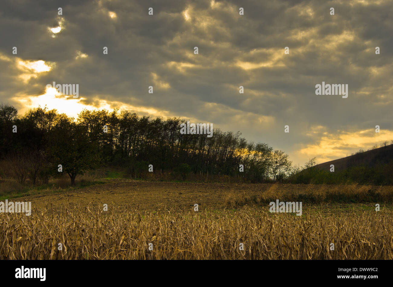 Corn field harvested hi-res stock photography and images - Alamy