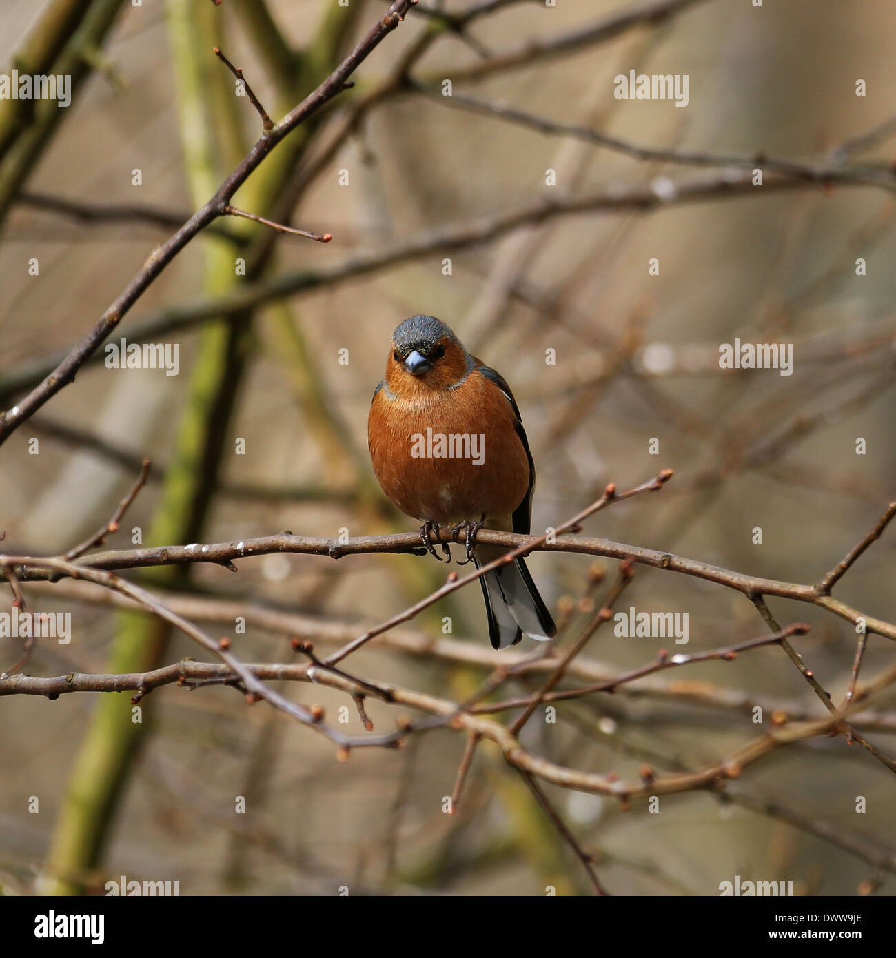 Woodland finch hi-res stock photography and images - Alamy