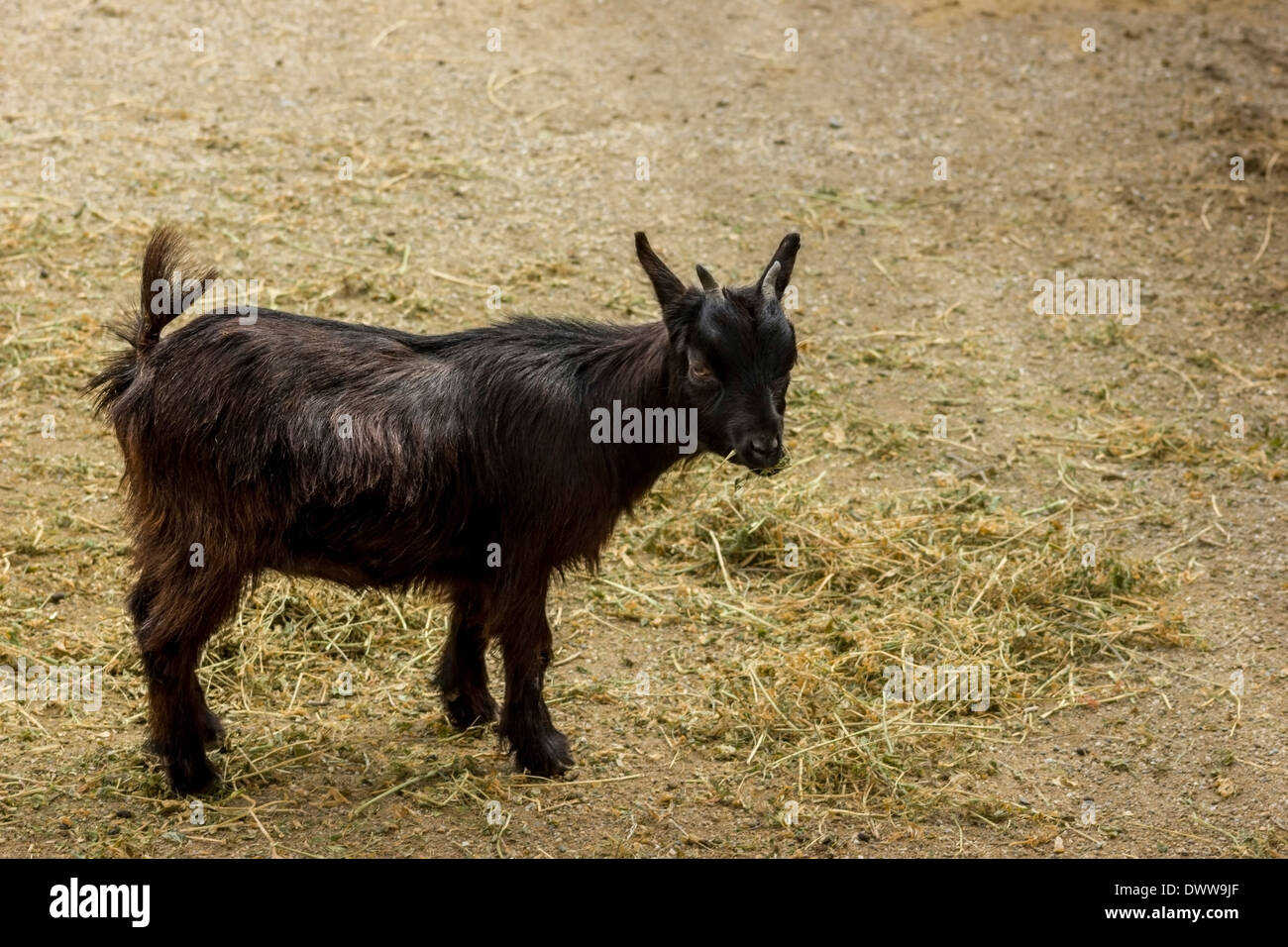 Domestic pygmy goat hi-res stock photography and images - Alamy