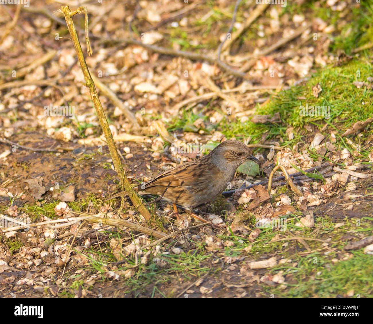 A Dunnock on the ground in woodland Stock Photo - Alamy