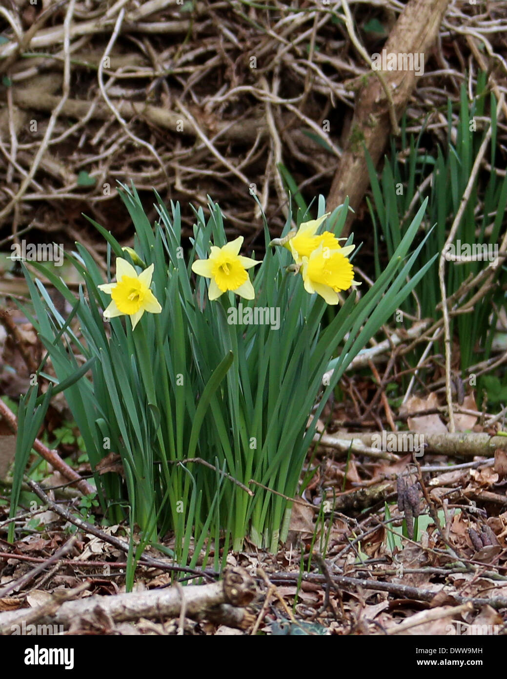 A clump of wild daffodils growing in woodland in Hampshire Stock Photo ...