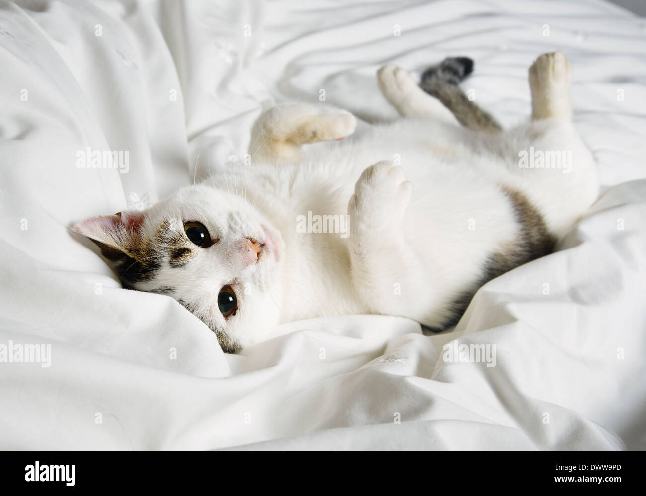 A cat lying on its back Stock Photo - Alamy