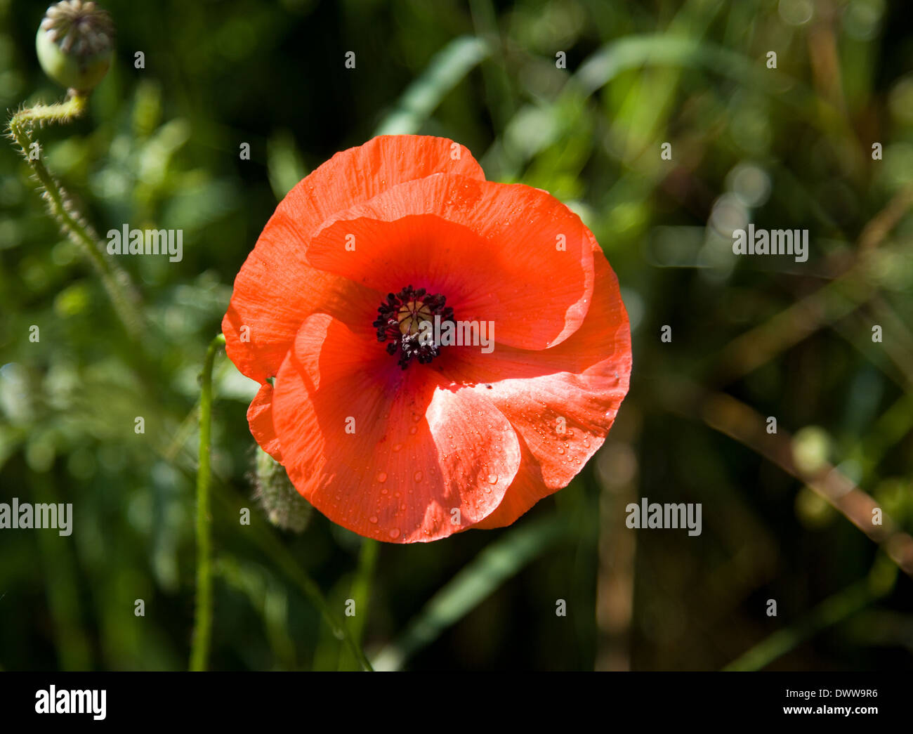 red poppy flower head close up Stock Photo - Alamy