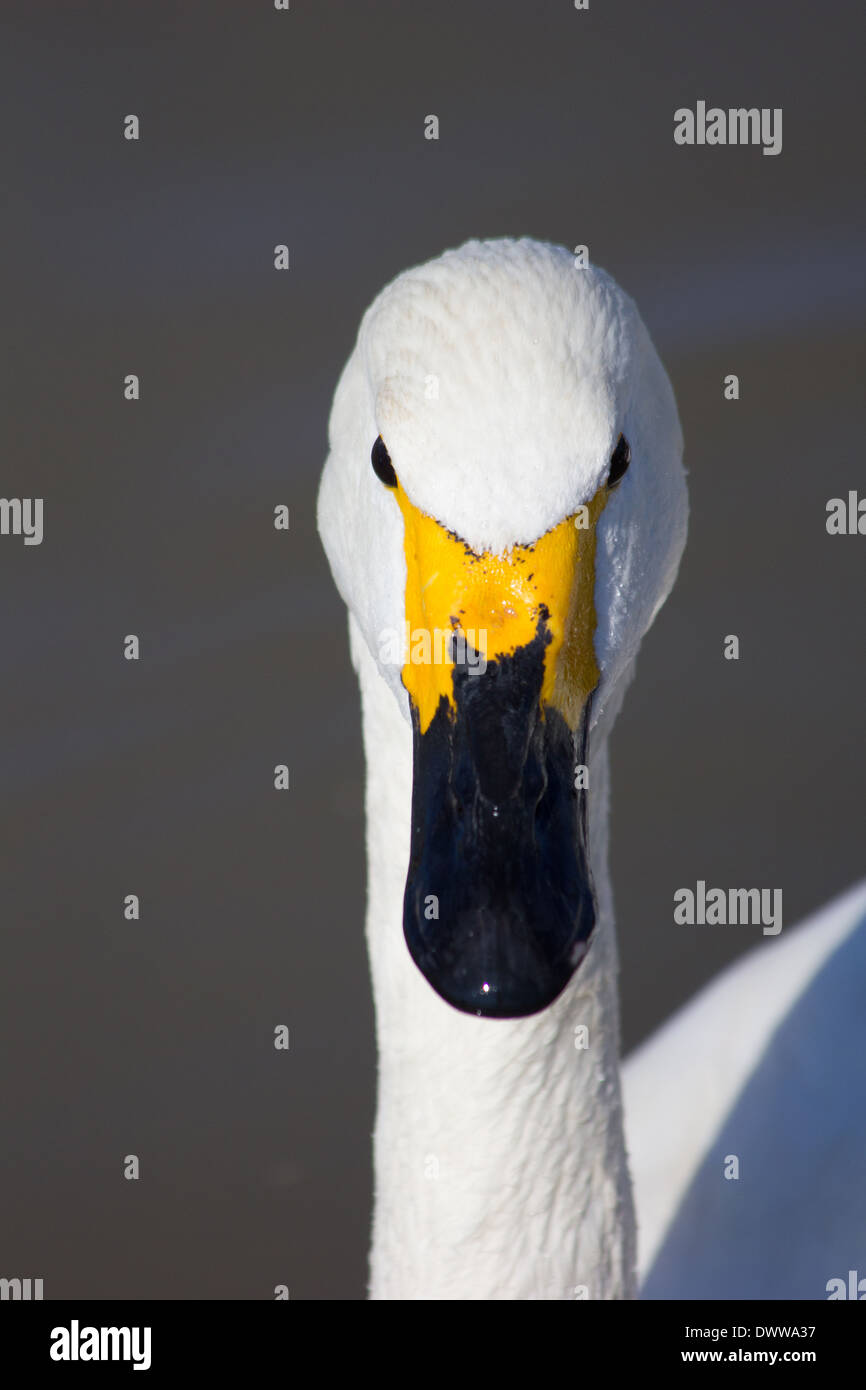 Bewick swans slimbridge hi-res stock photography and images - Alamy