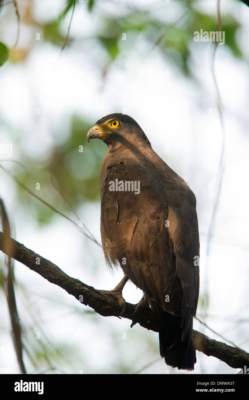 Crested Serpent Eagle on a tree at the Bondla National Park in Goa ...