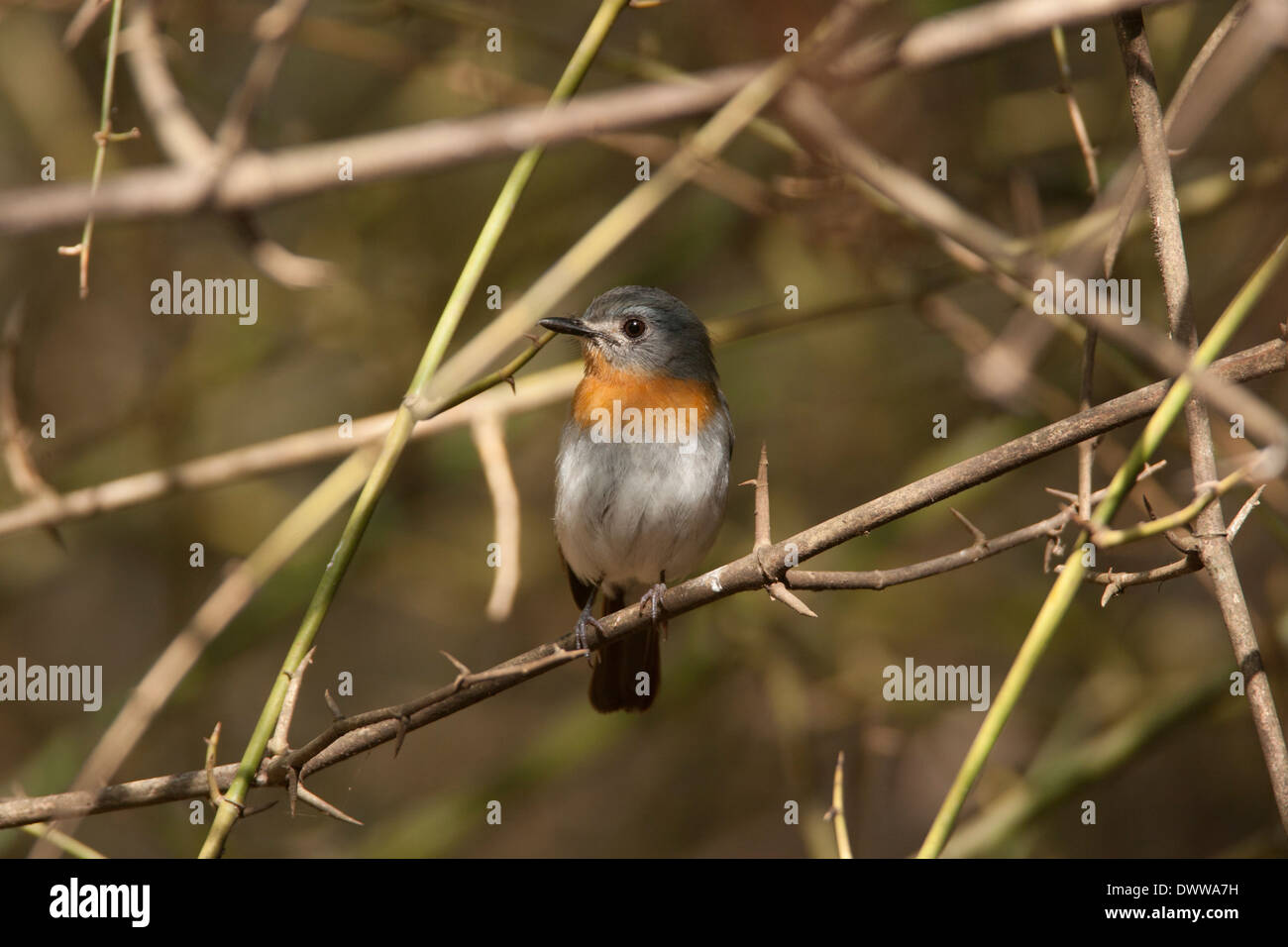 Red Breasted Flycatcher in Ganeshgudi Dandeli Western Ghats (including ...